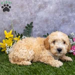 Cockapoo Puppies for Sale - Greenfield Puppies