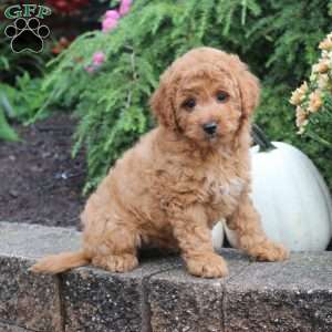 Forever Puppy