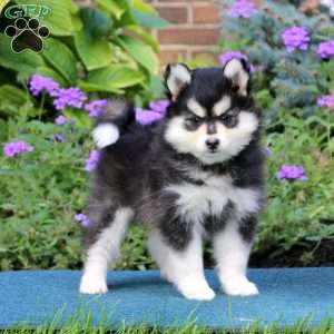 Pomsky Puppies For Sale - Greenfield Puppies