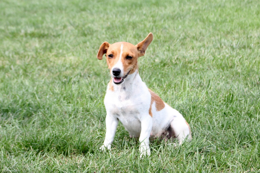 Parker - Jack-a-poo Puppy For Sale in Pennsylvania