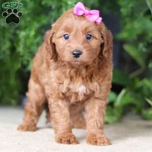 Irish Doodle Puppies For Sale | Greenfield Puppies
