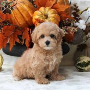 Bich-poo Puppies For Sale - Greenfield Puppies