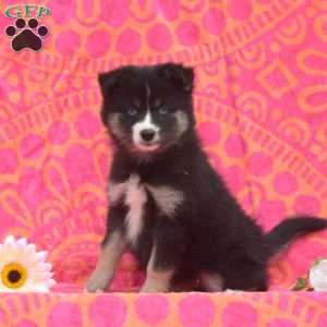 Pomsky Puppies For Sale - Greenfield Puppies