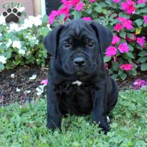 Cane Corso Puppies For Sale | Greenfield Puppies