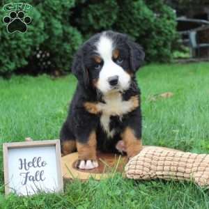 Bernese Mountain Dog Puppies For Sale - Greenfield Puppies