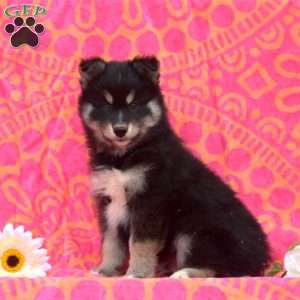 Pomsky Puppies For Sale - Greenfield Puppies