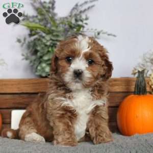 Shih-Poo Puppies For Sale - Greenfield Puppies
