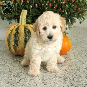 Bich-poo Puppies For Sale - Greenfield Puppies