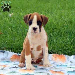 Boxer Puppies For Sale - Greenfield Puppies