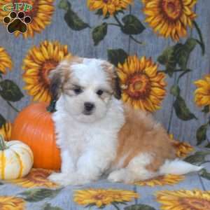 Mal-Shi Puppies For Sale | Greenfield Puppies
