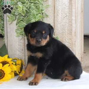 Rottweiler Puppies For Sale - Greenfield Puppies