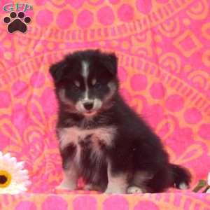 Pomsky Puppies For Sale - Greenfield Puppies
