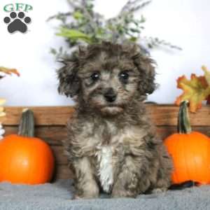 Bich-poo Puppies For Sale - Greenfield Puppies