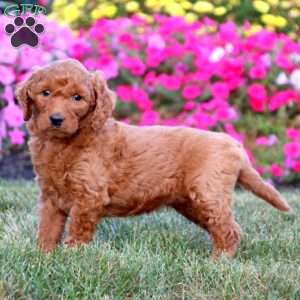 Goldendoodle Puppies For Sale | Greenfield Puppies