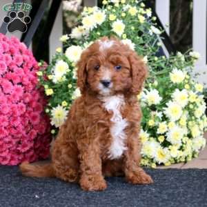 Steven F. & Sarah Stoltzfus - Greenfield Puppies