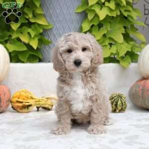 Bich-poo Puppies For Sale - Greenfield Puppies