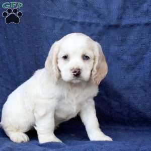 Cocker Spaniel Puppies For Sale | Greenfield Puppies