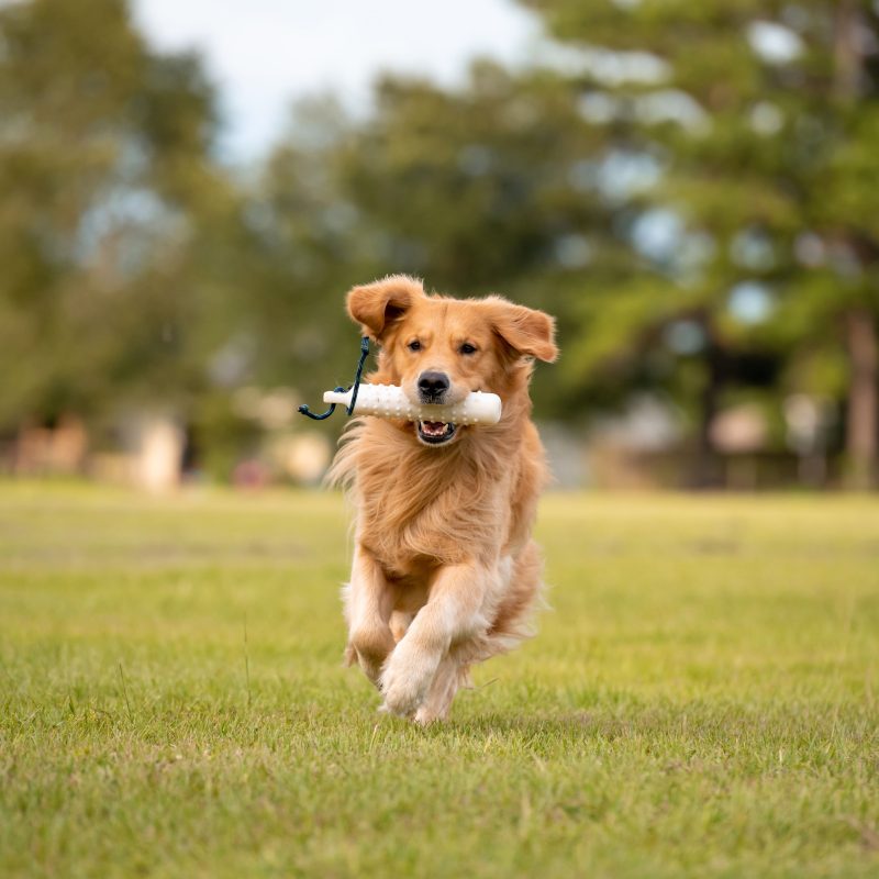 How to Improve Your Dog's Recall Training - Greenfield Puppies