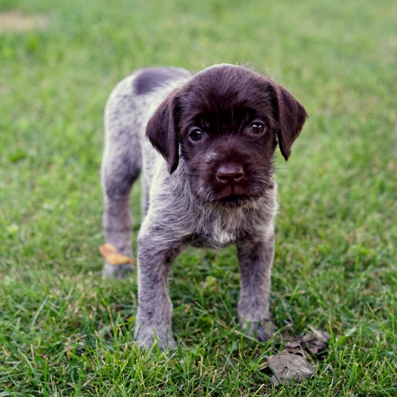 4 Facts About Wirehaired Pointing Griffons - Greenfield Puppies