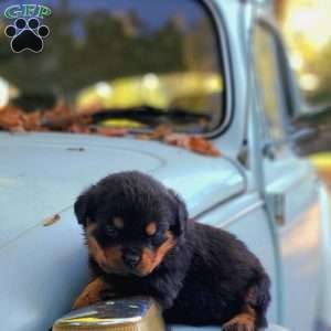 Rottweiler Puppies For Sale - Greenfield Puppies