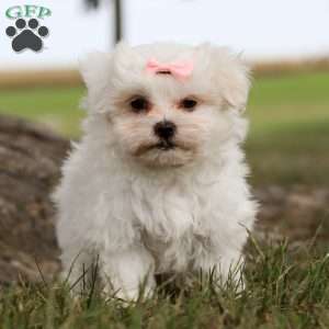 Maltese Puppies For Sale - Greenfield Puppies