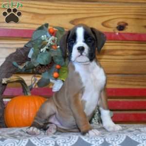 Boxer Puppies For Sale - Greenfield Puppies