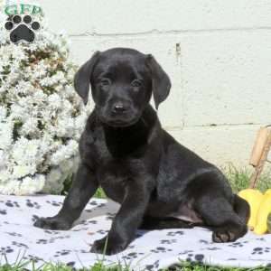 Black Labrador Retriever Puppies For Sale - Greenfield Puppies