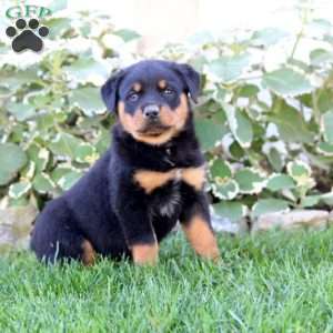 Rottweiler Puppies For Sale - Greenfield Puppies