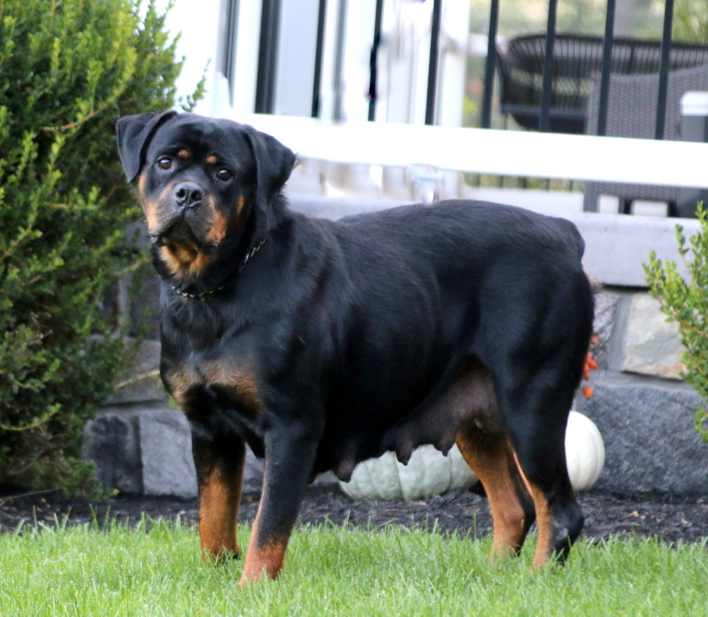 Rilynn - Rottweiler Mix Puppy For Sale in Pennsylvania