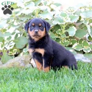 Rottweiler Puppies For Sale - Greenfield Puppies