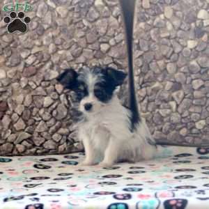 Yorkie Poo Puppies For Sale - Greenfield Puppies