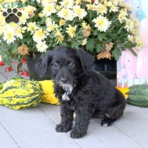 Miniature Poodle Mix Puppies For Sale | Greenfield Puppies