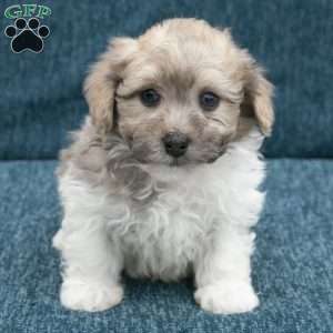 Havapoo Puppies For Sale - Greenfield Puppies