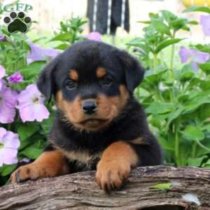 Rottweiler Puppies For Sale - Greenfield Puppies
