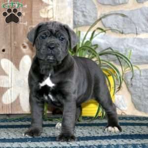 Cane Corso Puppies For Sale | Greenfield Puppies