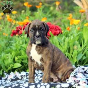 Boxer Puppies For Sale - Greenfield Puppies