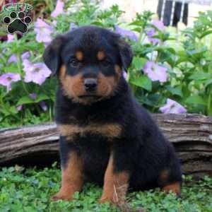 Rottweiler Puppies For Sale - Greenfield Puppies
