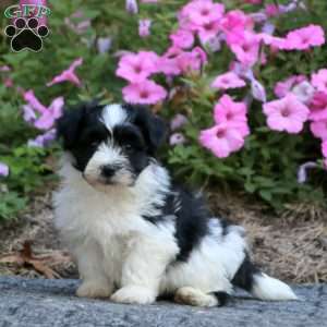 Havanese Puppies For Sale | Greenfield Puppies