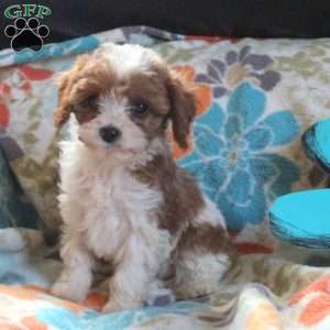 Cavapoo Puppies For Sale - Greenfield Puppies