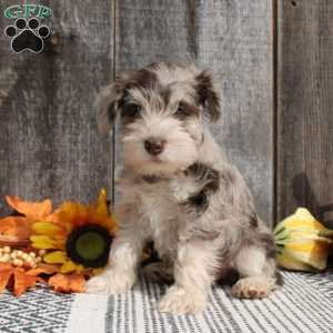 Miniature Schnauzer Puppies for Sale | Greenfield Puppies