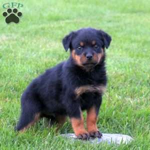 Rottweiler Puppies For Sale - Greenfield Puppies