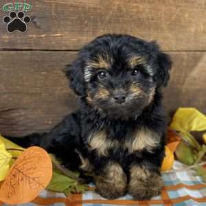 Yorkie Poo Puppies For Sale - Greenfield Puppies