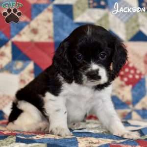 Cockalier Puppies For Sale | Greenfield Puppies