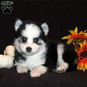 Pomsky Puppies For Sale - Greenfield Puppies