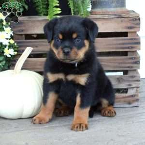 Rottweiler Puppies For Sale - Greenfield Puppies
