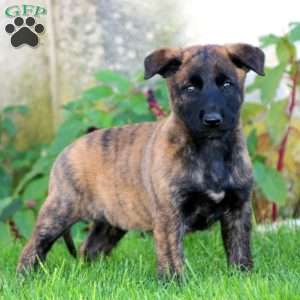 Belgian Malinois Mix Puppies for Sale | Greenfield Puppies
