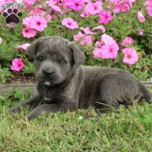 Cane Corso Puppies For Sale | Greenfield Puppies