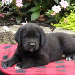 Labernese Puppies For Sale - Greenfield Puppies