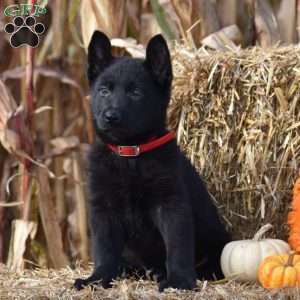 Aaron Glick - Greenfield Puppies