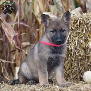 Aaron Glick - Greenfield Puppies